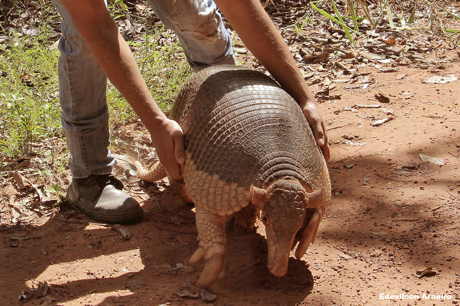 Rarely-Seen Giant Armadillo Rescued And Returned To The Wild - The Dodo