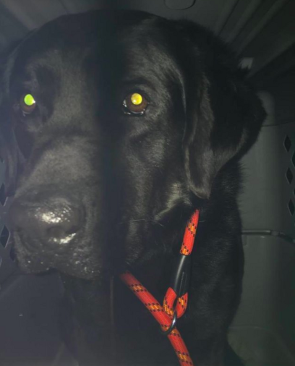 Lost Labrador Survived In Woods For Over A Year - The Dodo