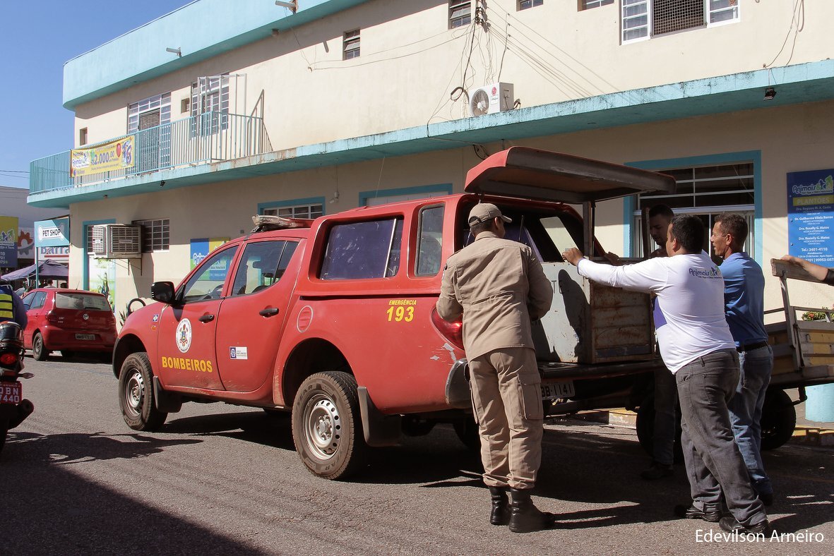 Rarely-Seen Giant Armadillo Rescued And Returned To The Wild - The Dodo