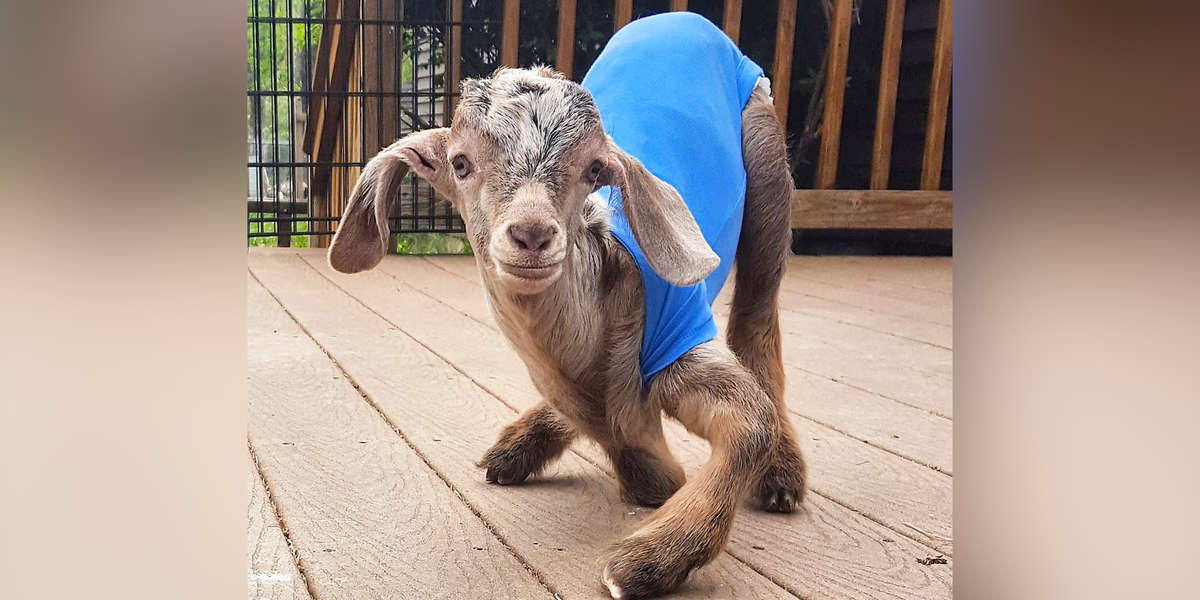 Baby Goat With Twisted Legs Is Such A Goofball - Videos - The Dodo