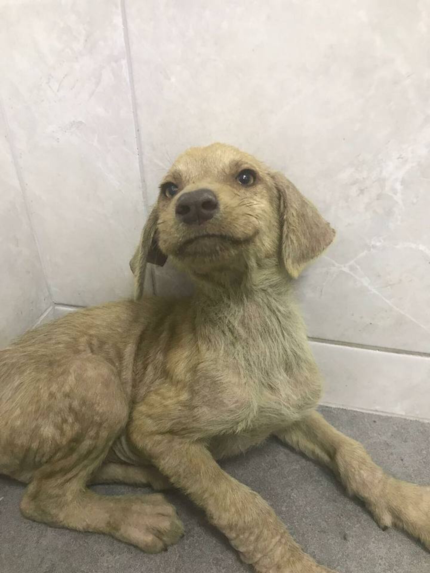 Homeless Puppies Survive Together On The Streets In Turkey - The Dodo