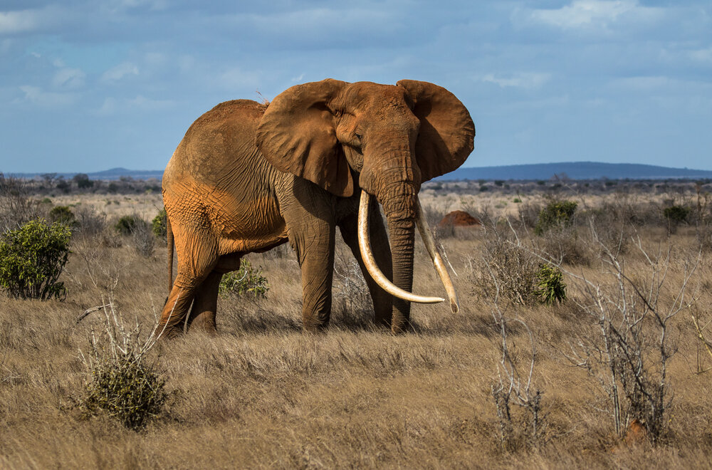Wild 'Big Tusker' Elephant Shot Dead By Trophy Hunter In Zimbabwe - The Dodo