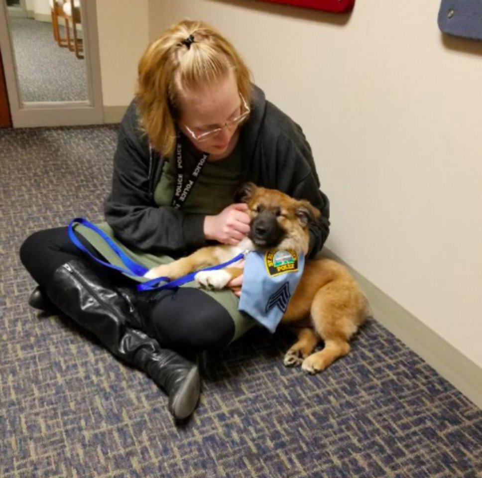 Rescue Puppy Hired As Cuddle Officer At Minnesota Police Department ...