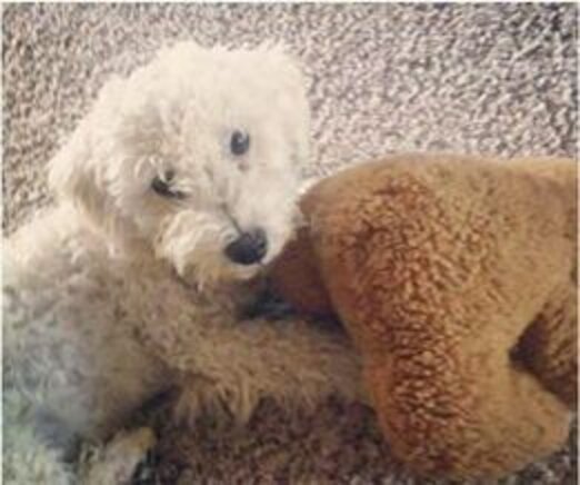Dead Poodle Comes Back To Life For His Rescuers - The Dodo