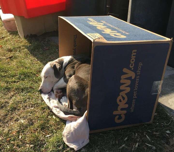 Abandoned Dog Found In Box Becomes Best Friends With Toddler - The Dodo