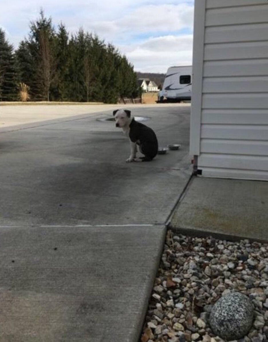 Abandoned Dog Found In Box Becomes Best Friends With Toddler - The Dodo