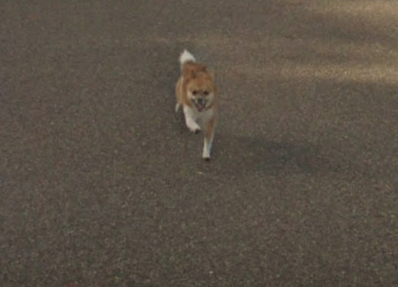 Dog Goes Viral On Street View After Chasing Google Maps Car - The Dodo