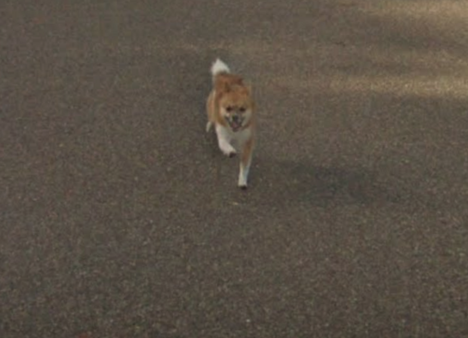 Dog Goes Viral On Street View After Chasing Google Maps Car - The Dodo