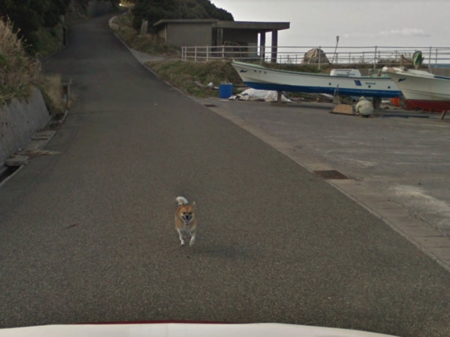 Dog Goes Viral On Street View After Chasing Google Maps Car - The Dodo