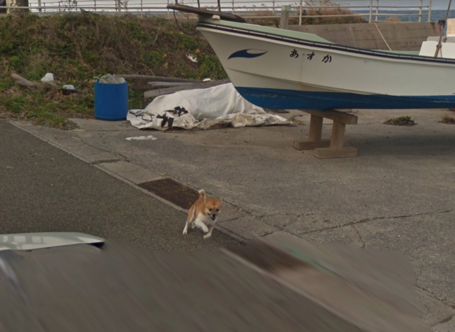 Dog Goes Viral On Street View After Chasing Google Maps Car - The Dodo