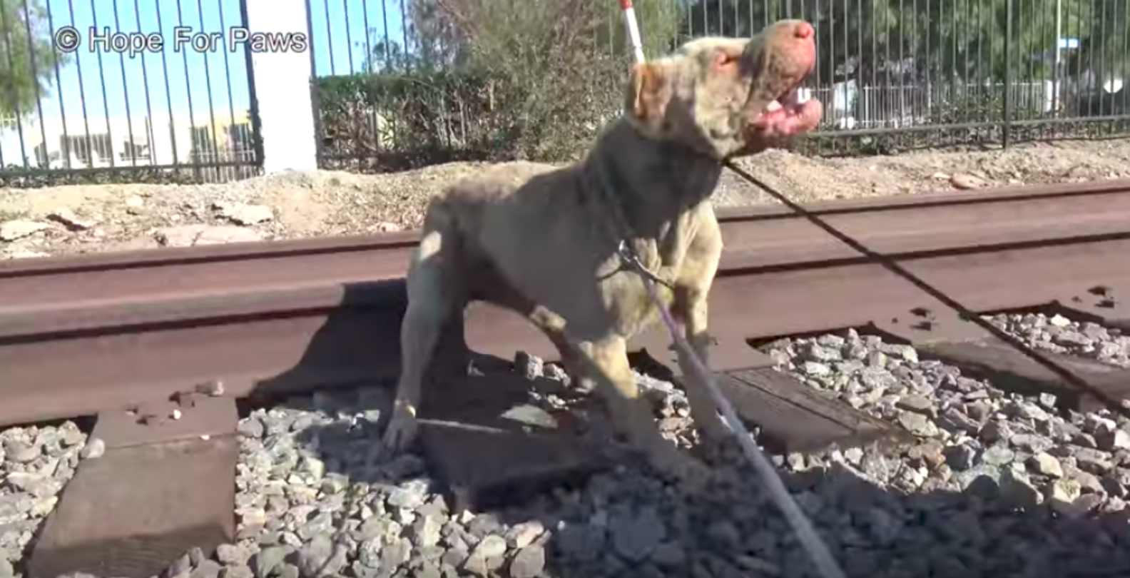 Abandoned Dog Living On Train Tracks Finds The Best People To Help Her ...