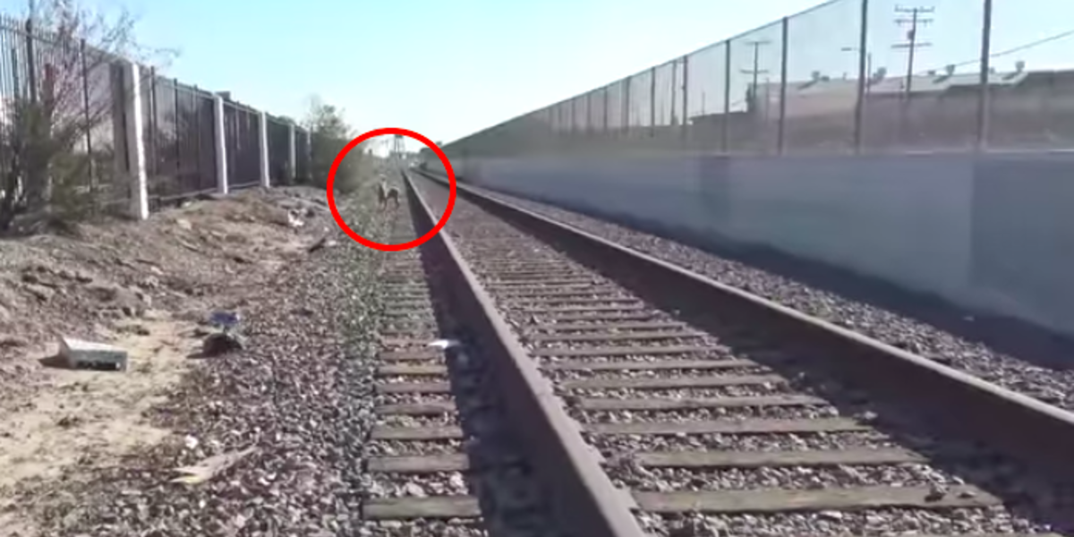 Abandoned Dog Living On Train Tracks Finds The Best People To Help Her ...