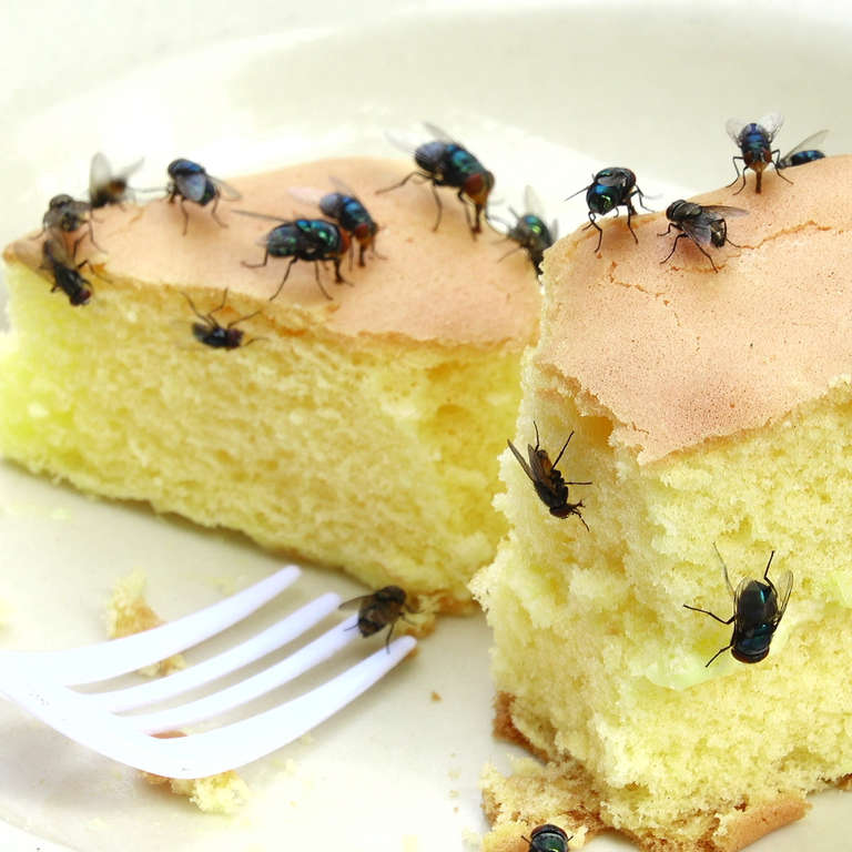 You Might Want To Throw Away Your Food If A Fly Lands On It NowThis