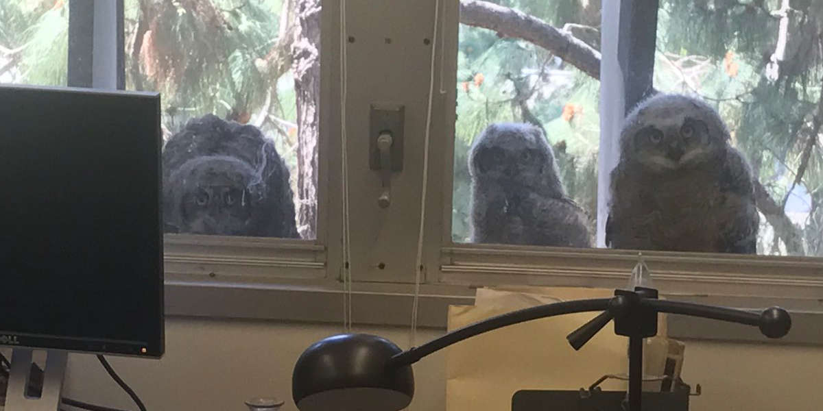 Baby Owls Take Up Residence Outside Office Window - The Dodo