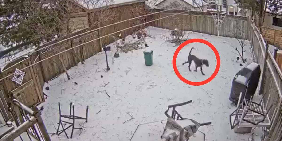 Dog Narrowly Escapes Huge Falling Branch During Ontario Ice Storm - The ...