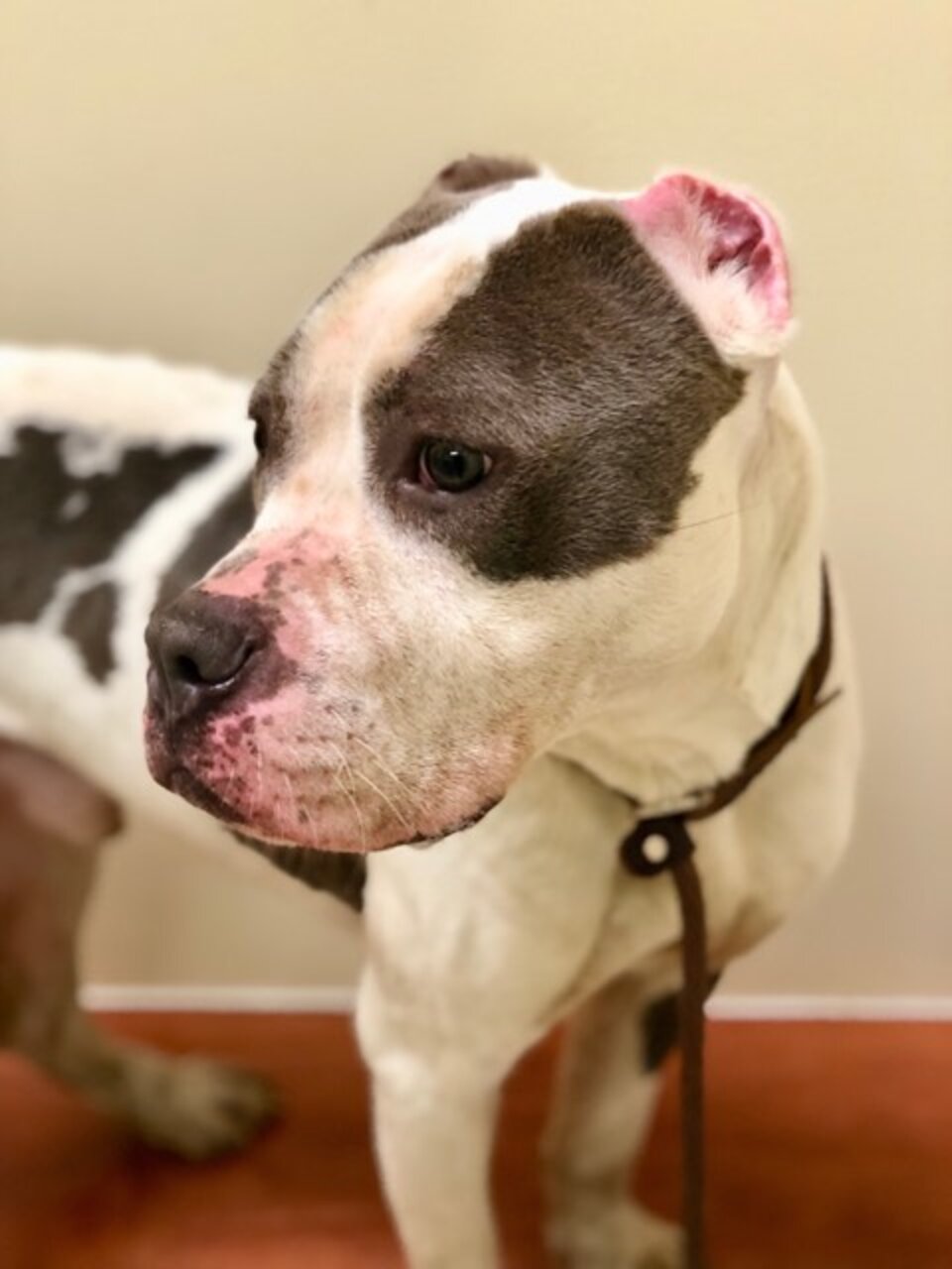 Scared Pit Bull Found In Parking Lot Transforms After Being Rescued ...