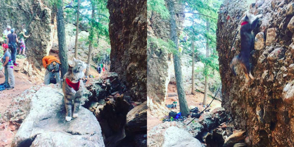 Adventurous Rescue Cat Loves Rock Climbing With His New Family - The Dodo