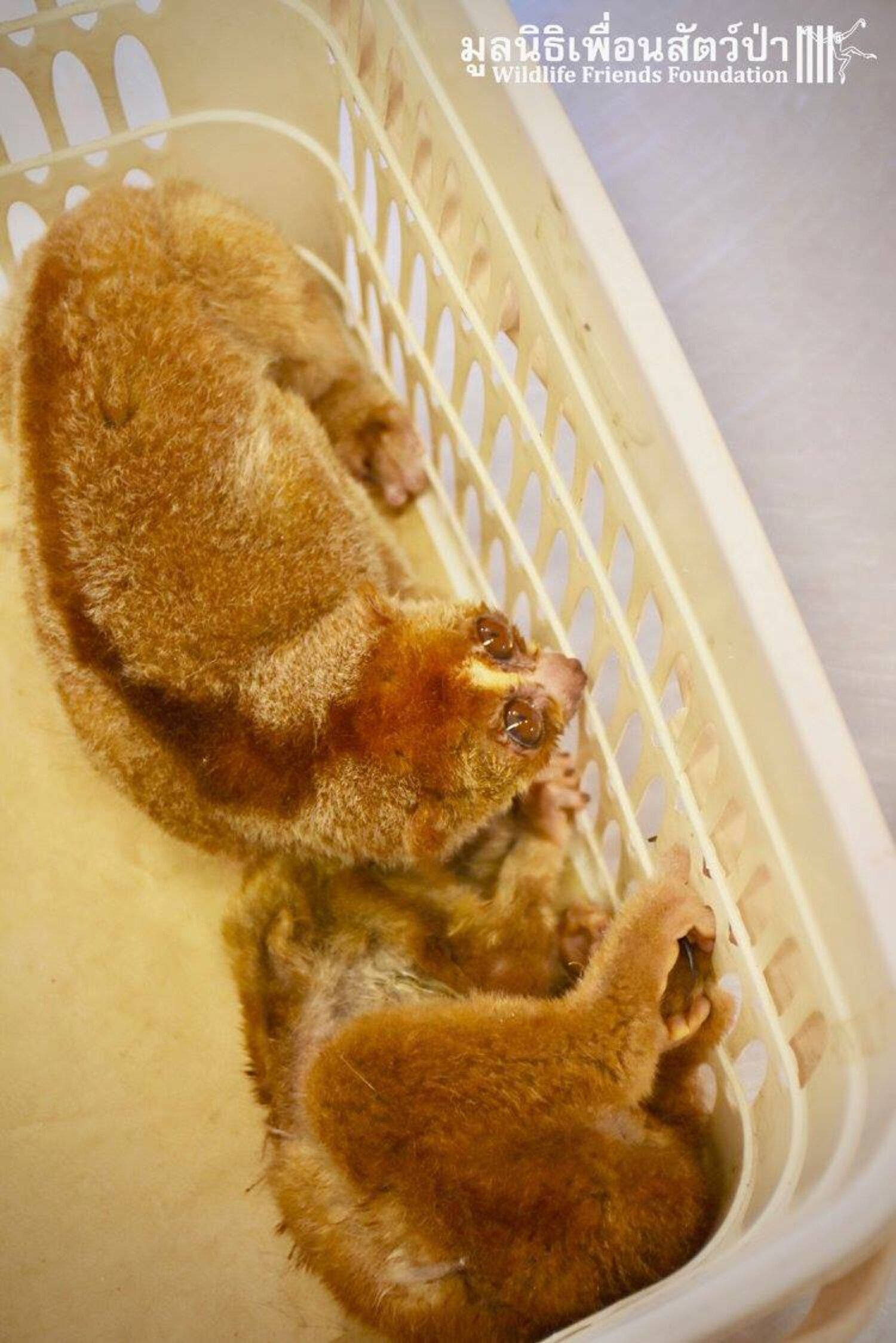 'Pet' Slow Loris Was So Sick He Didn't Eat For A Month - The Dodo