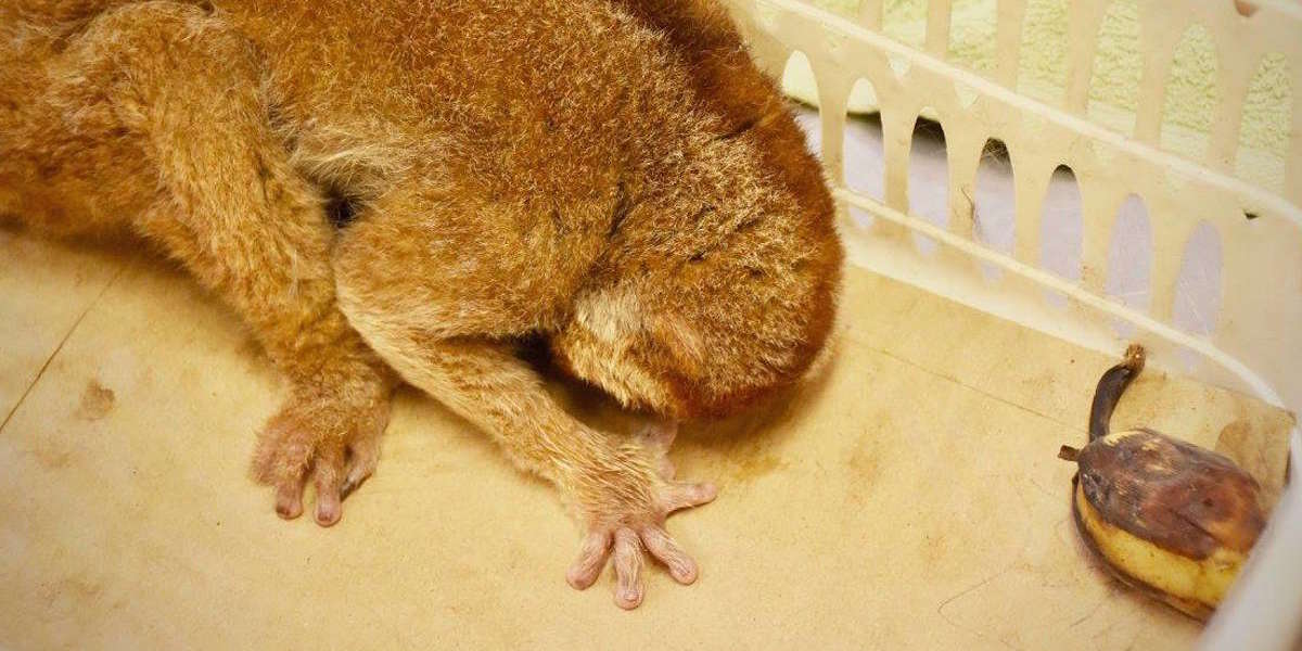 'Pet' Slow Loris Was So Sick He Didn't Eat For A Month - The Dodo