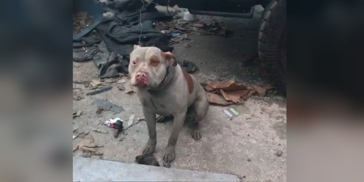 Pit Bull Chained Up At Auto Body Shop Actually Loves People - The Dodo