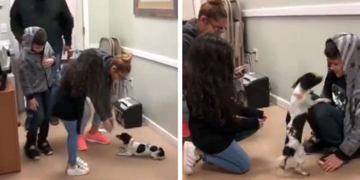 Dog Reunites With Family She Lost During Hurricane Maria - The Dodo