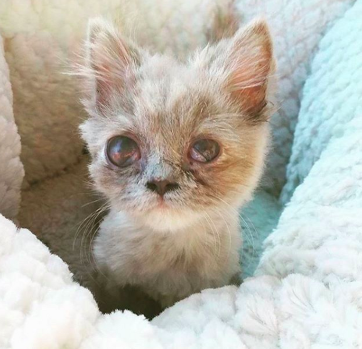Sick Kitten Left In Bushes Finds The Best People To Help Her - The Dodo