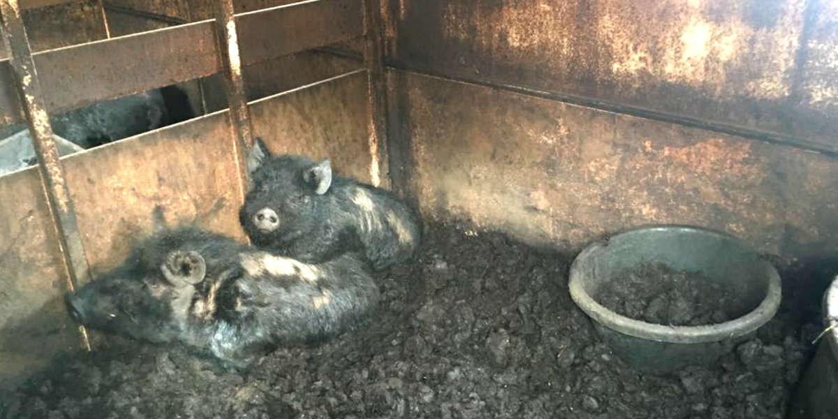Over 100 Neglected Animals Rescued From Run-Down New York Farm - The Dodo