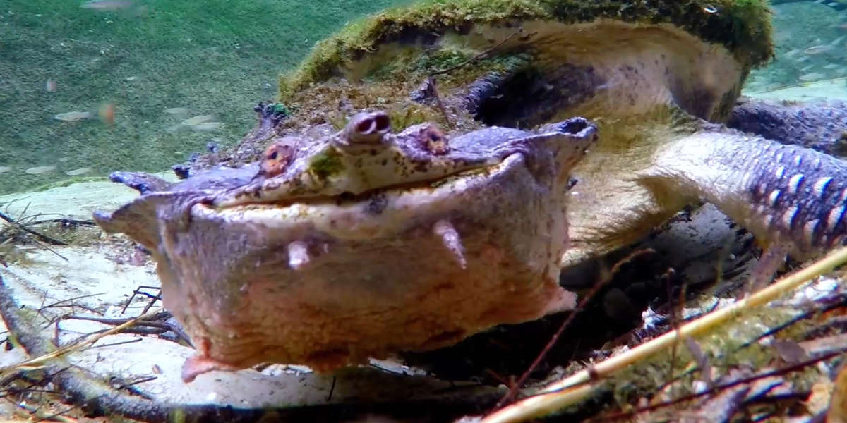 Turtle Spends Her Whole Life In This Perfect Spot - Videos - The Dodo