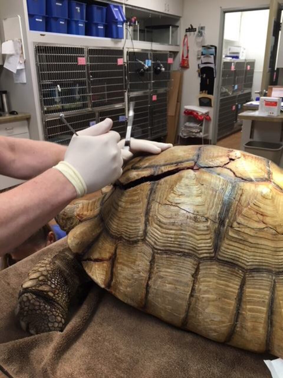 Tortoise Found With A Broken Shell Recovering In California - The Dodo