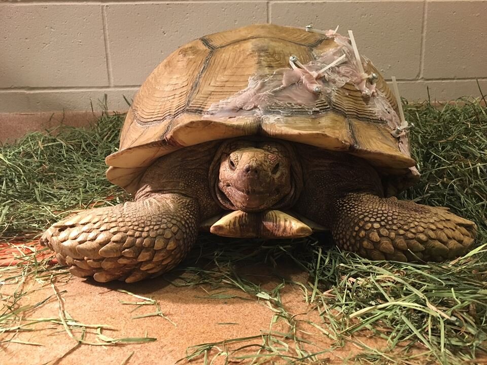 Tortoise Found With A Broken Shell Recovering In California - The Dodo
