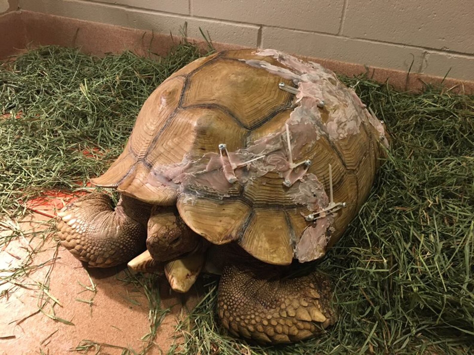 Tortoise Found With A Broken Shell Recovering In California - The Dodo