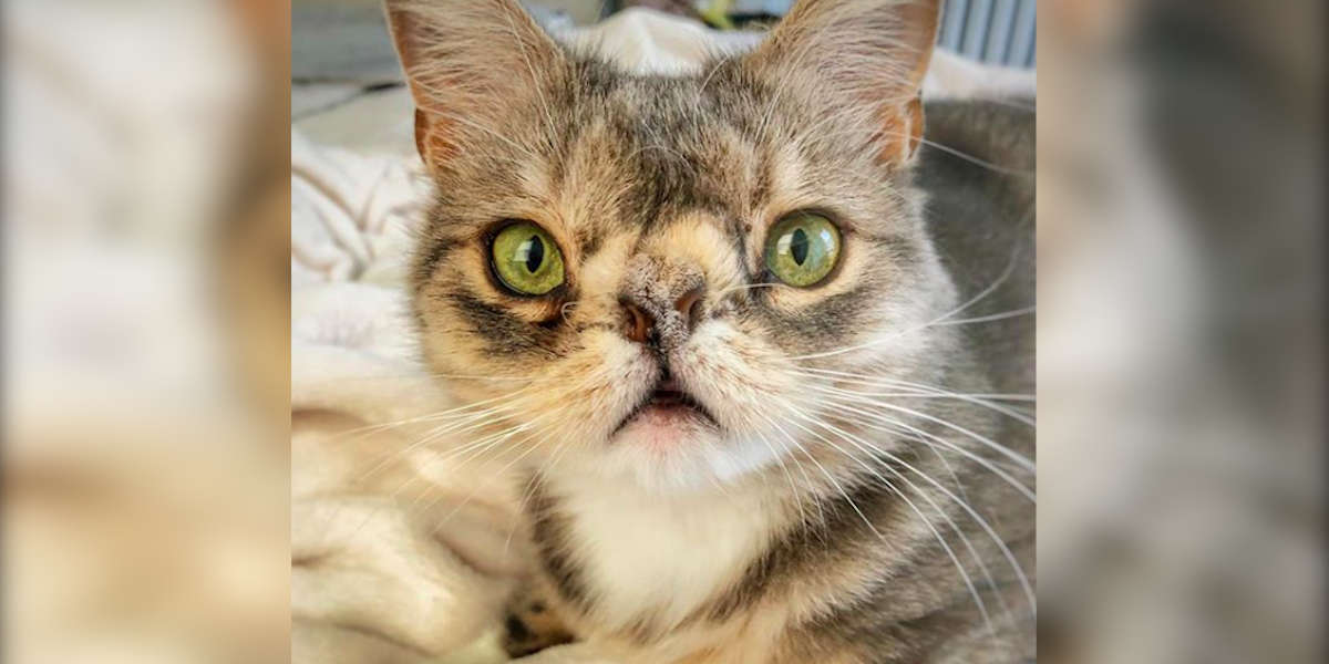 Cat Who Looks A Little Different Finds The Perfect Family - The Dodo