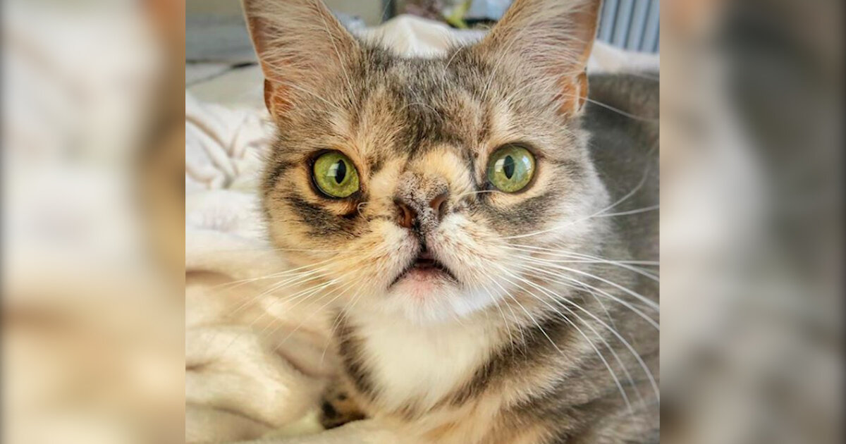 Cleft Palate Cat
