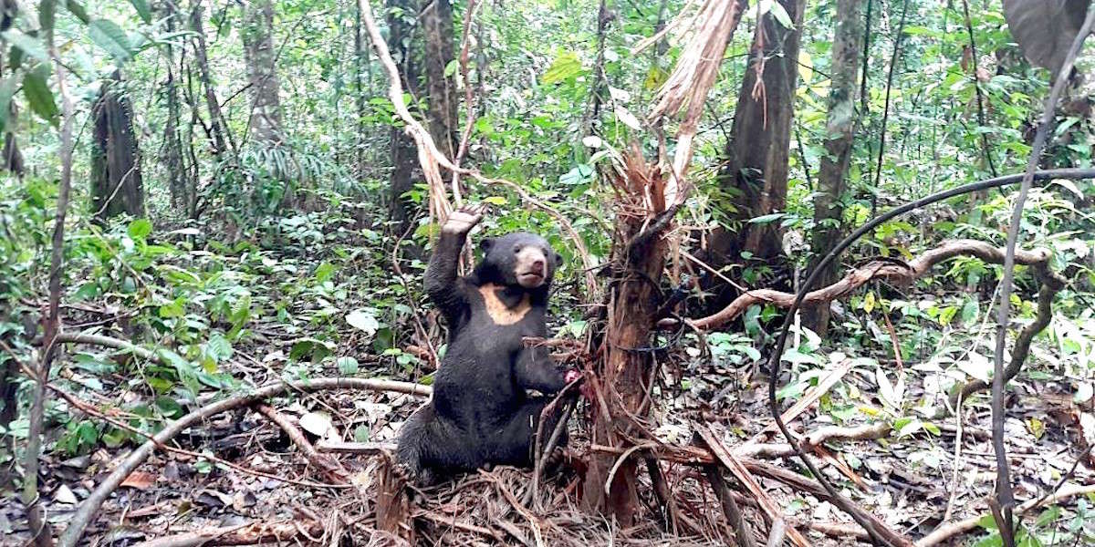 People Spot A Wild Sun Bear Waving And Realize She's In Trouble - The Dodo