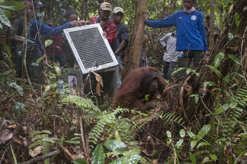Rescuers Relocate Orangutan Family To Save Them From Farmers - The Dodo