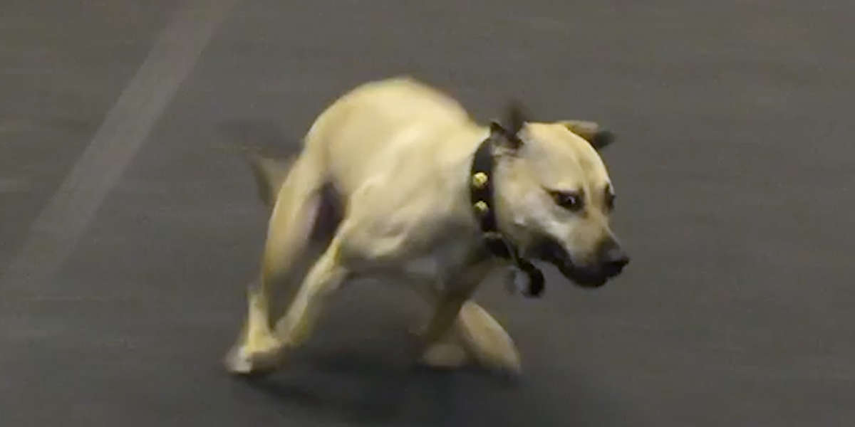 This Dog FREAKS OUT When He Sees Pizza - Videos - The Dodo