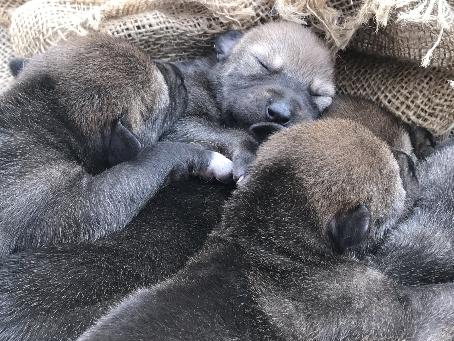 Conservation Center Welcomes Extremely Rare Red Wolf Puppies - The Dodo