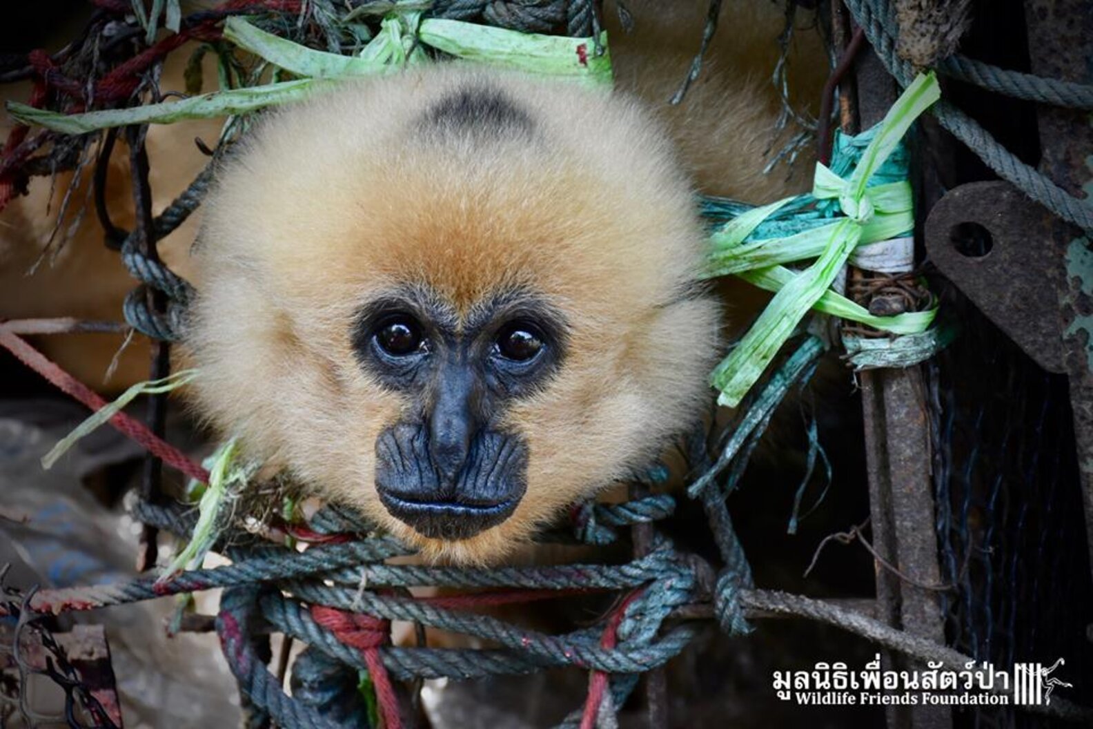 Critically Endangered Gibbon Nearly Suffocated In Trash-Filled Cage ...