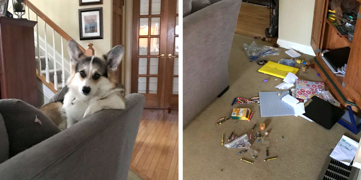 Corgi Has The Funniest Reaction To Being Caught Making A Mess - The Dodo