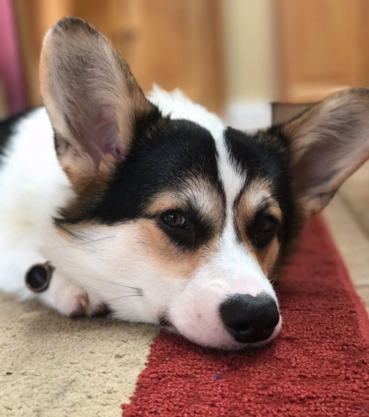 Corgi Has The Funniest Reaction To Being Caught Making A Mess - The Dodo