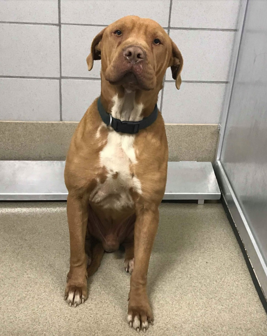 Dog Shaking With Fear At Texas Animal Shelter Finds The Best New Home ...