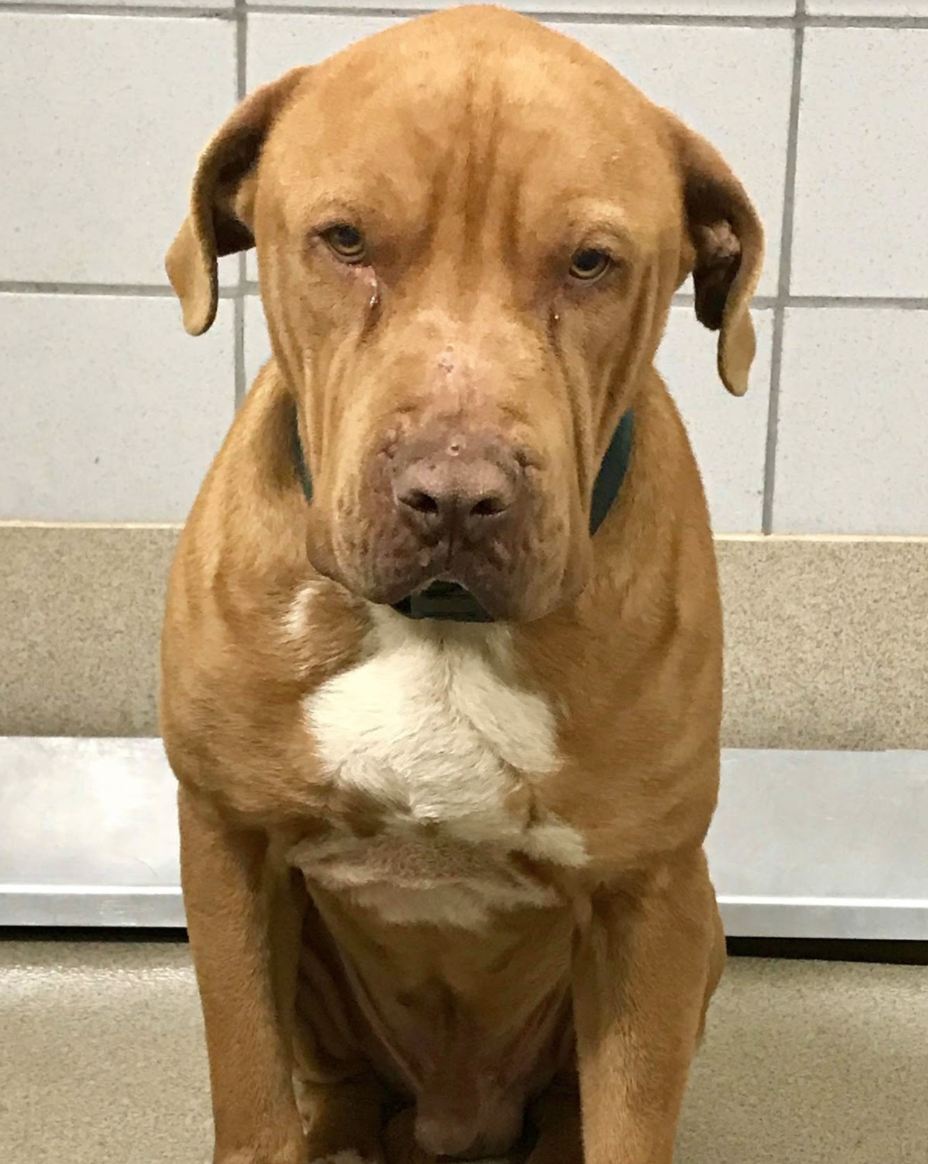 Dog Shaking With Fear At Texas Animal Shelter Finds The Best New Home ...