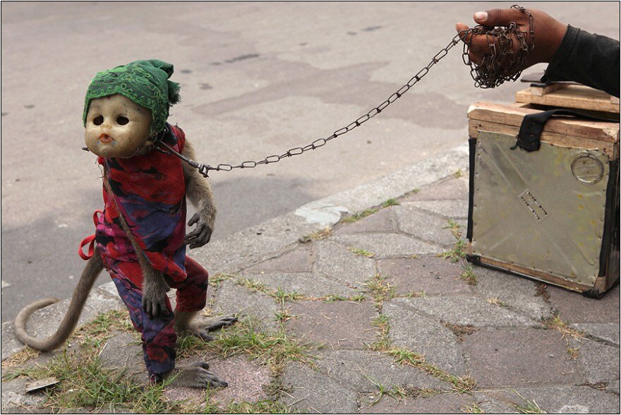 The Cruel Truth Behind The Creepy Masked Monkey Video - The Dodo