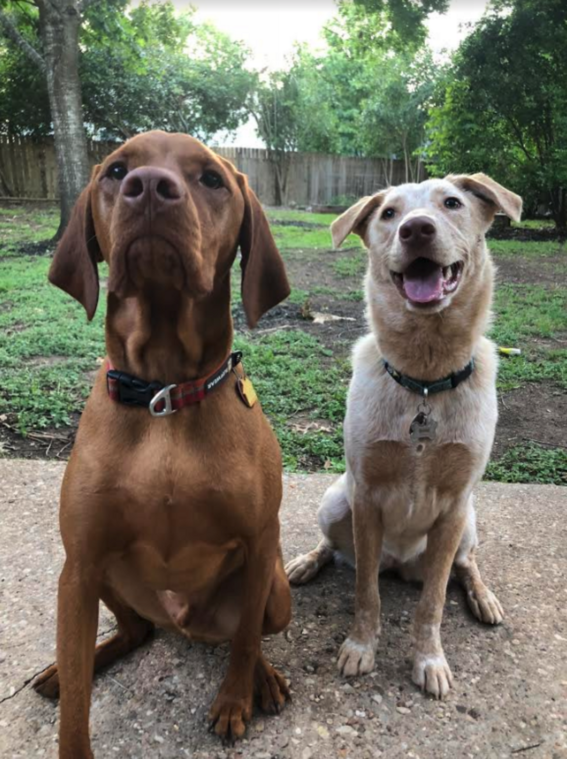 Family Adds Doggy Door To Fence So Dog Can Play With Her Neighbor - The ...
