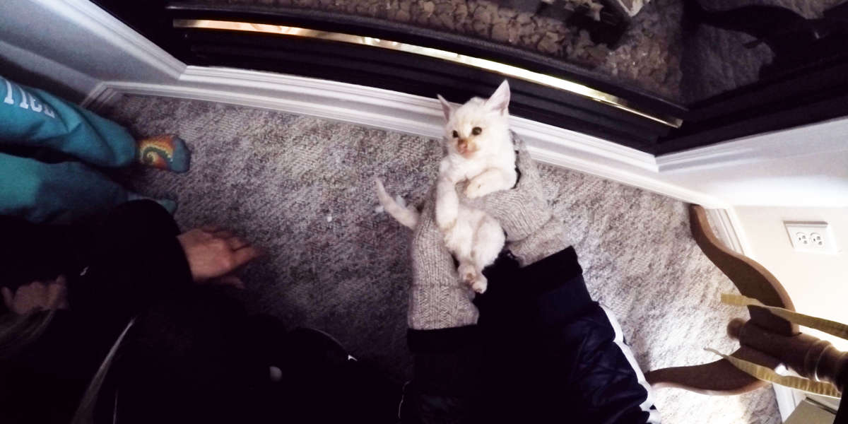 Family Brings Frozen Kitten Back To Life - Videos - The Dodo