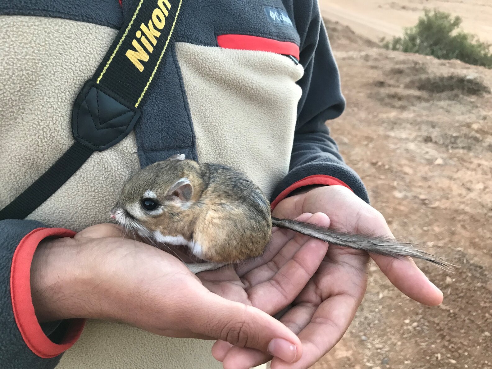 Kangaroo Rat Believed To Be Extinct Rediscovered In Baja California ...