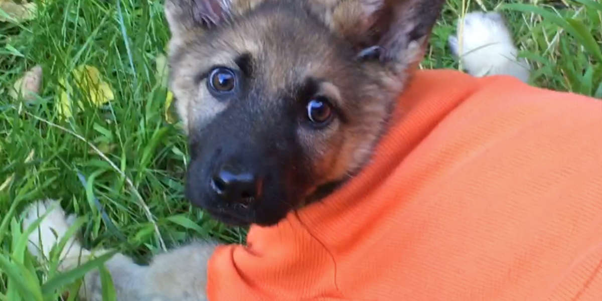 Puppy With Swimmer Syndrome Teaches Herself To Run - Videos - The Dodo