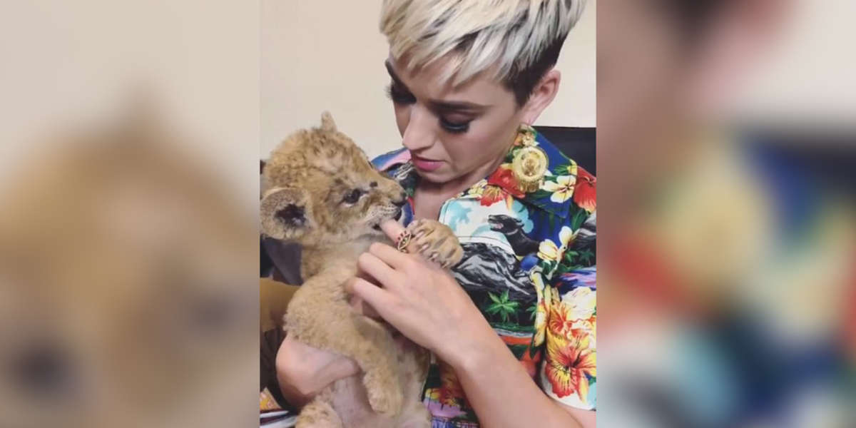 Katy Perry Cuddles Baby Lions At Controversial Mexico Sanctuary - The Dodo