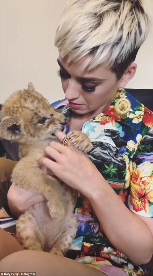Katy Perry Cuddles Baby Lions At Controversial Mexico Sanctuary - The Dodo