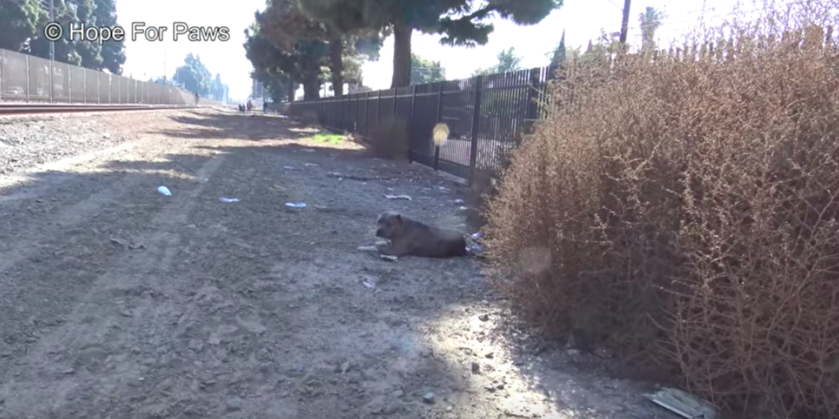 Dog Hit By Train Found The Best People To Help Him - The Dodo